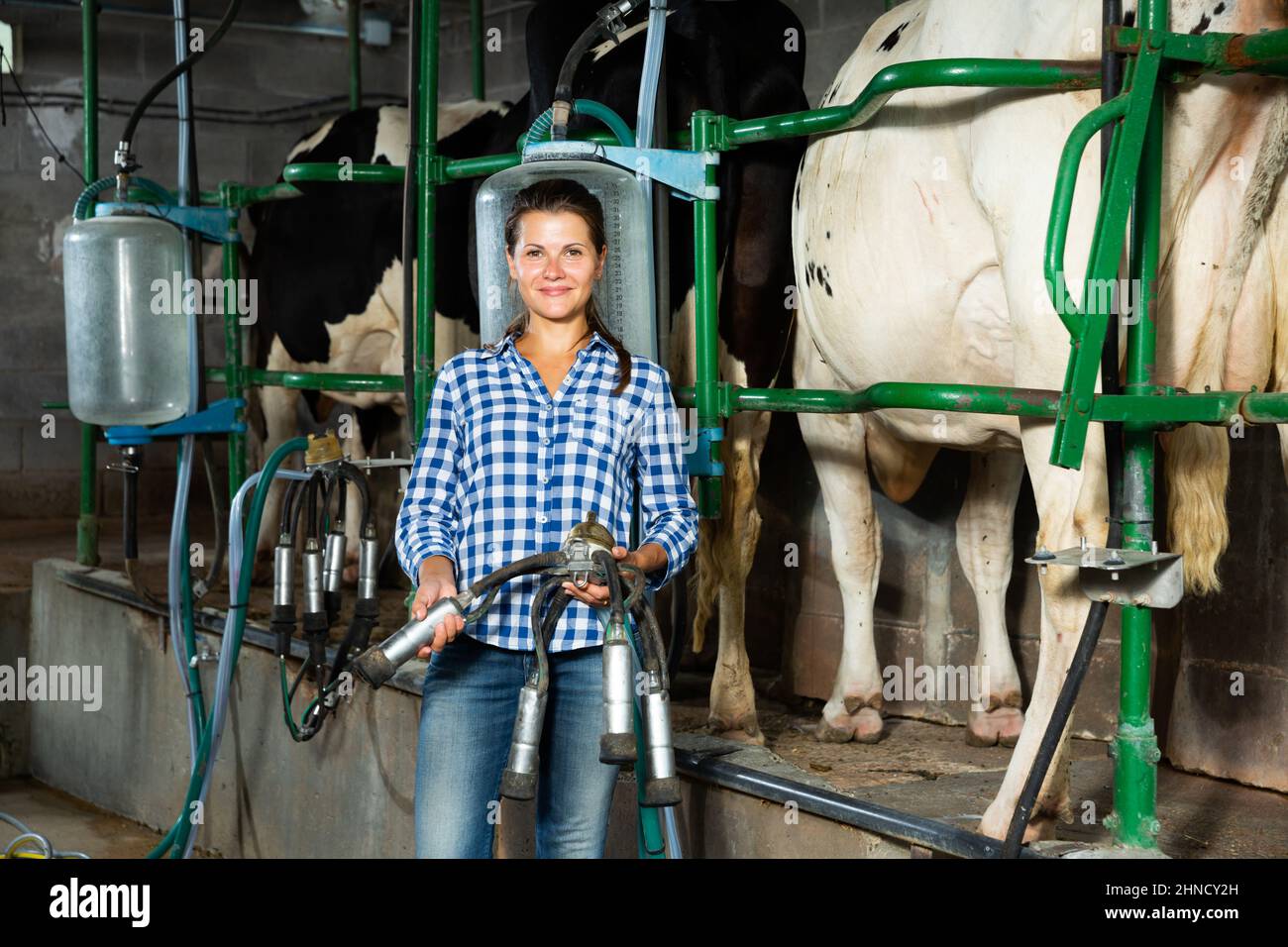 Woman preparing for machine milking of cows Stock Photo - Alamy