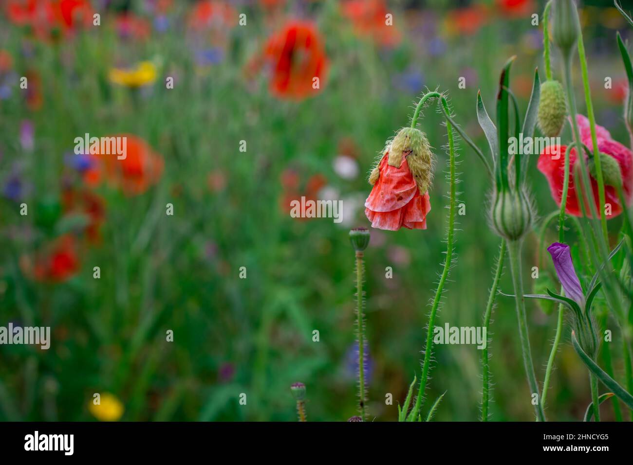 beautiful poppy fields in England Stock Photo - Alamy