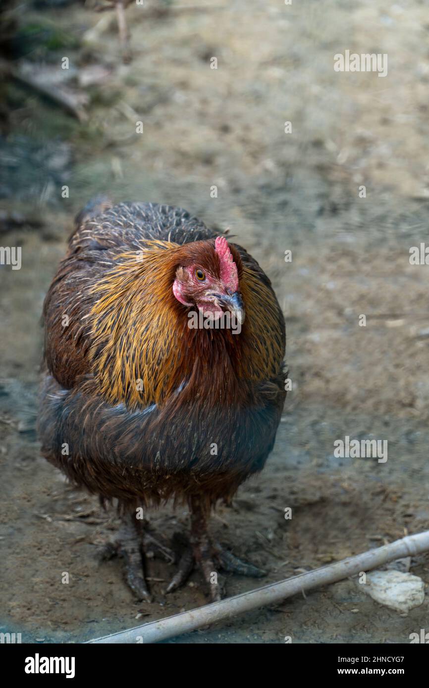 Chicken agriculture farm animals poultry portrait black and white hi ...