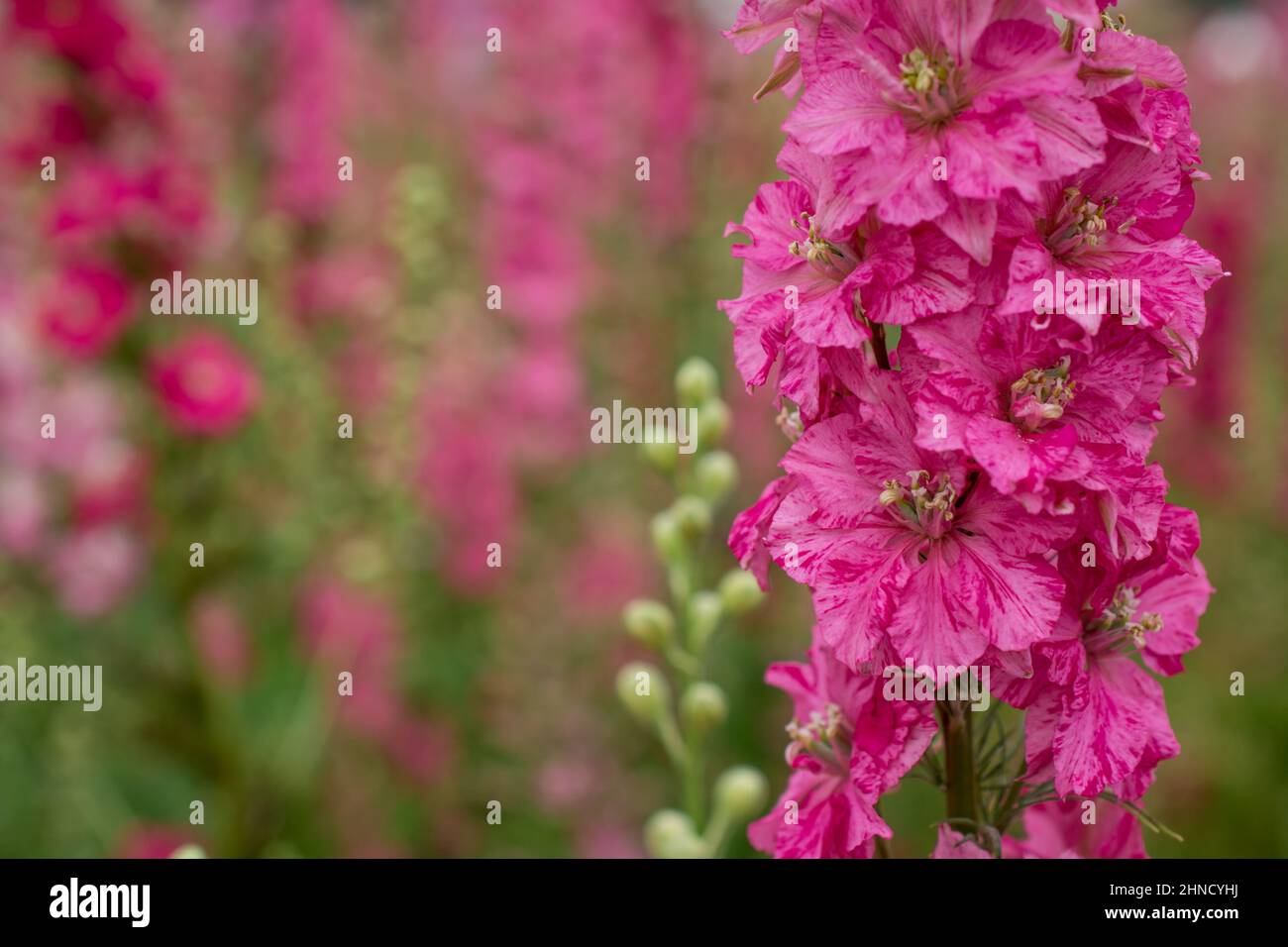 Field of colourful delphinium flowers in Wick, Pershore, Worcestershire ...
