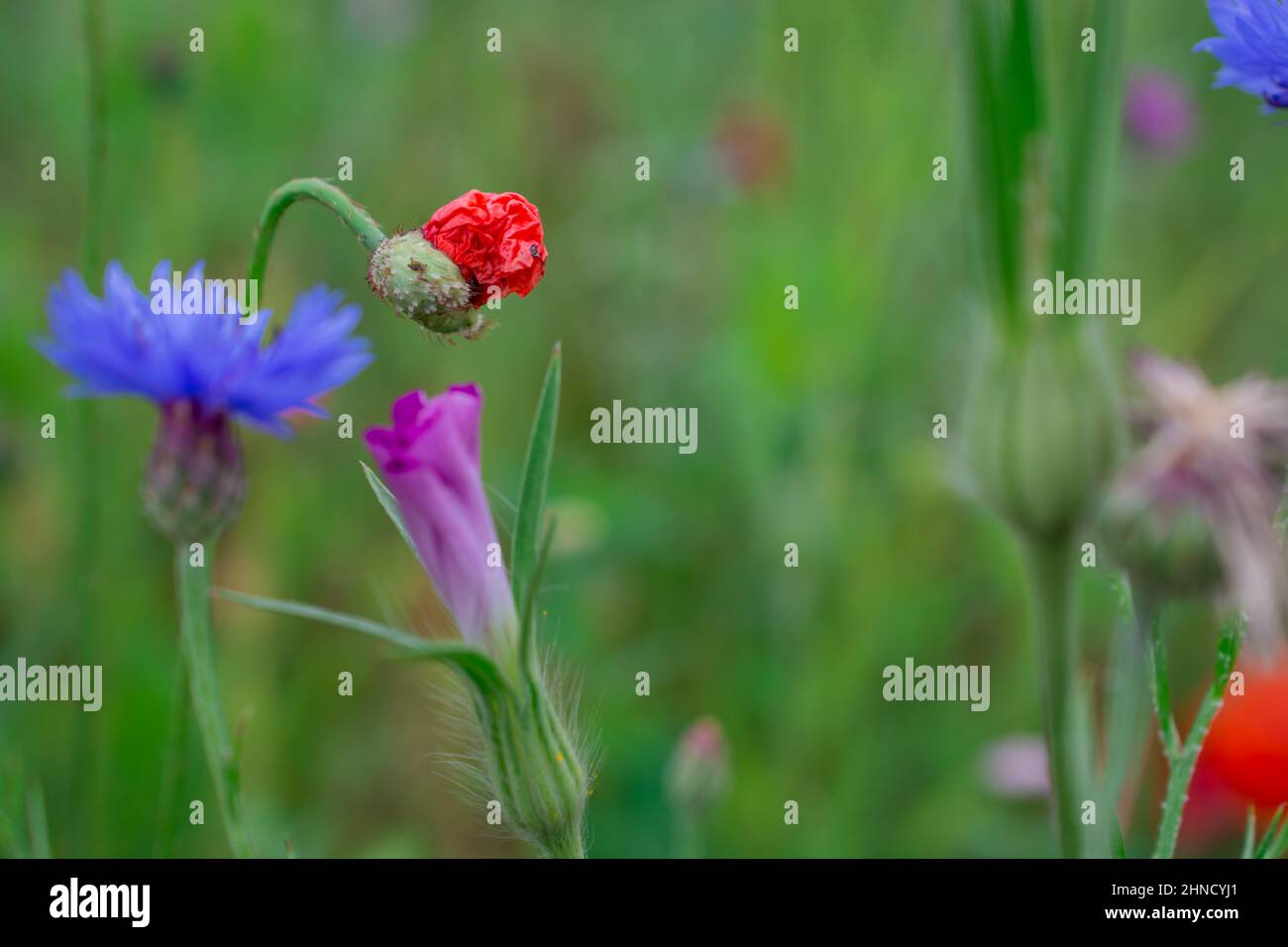 beautiful poppy fields in England Stock Photo - Alamy