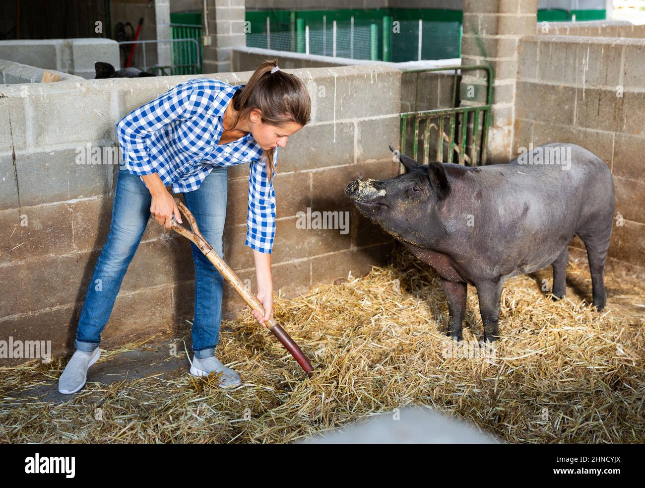 Woman working in stall with pig Stock Photo - Alamy