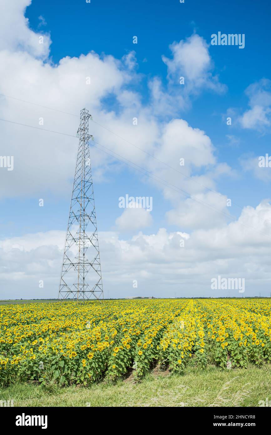 High transmission tower with power lines located in field with rows of ...