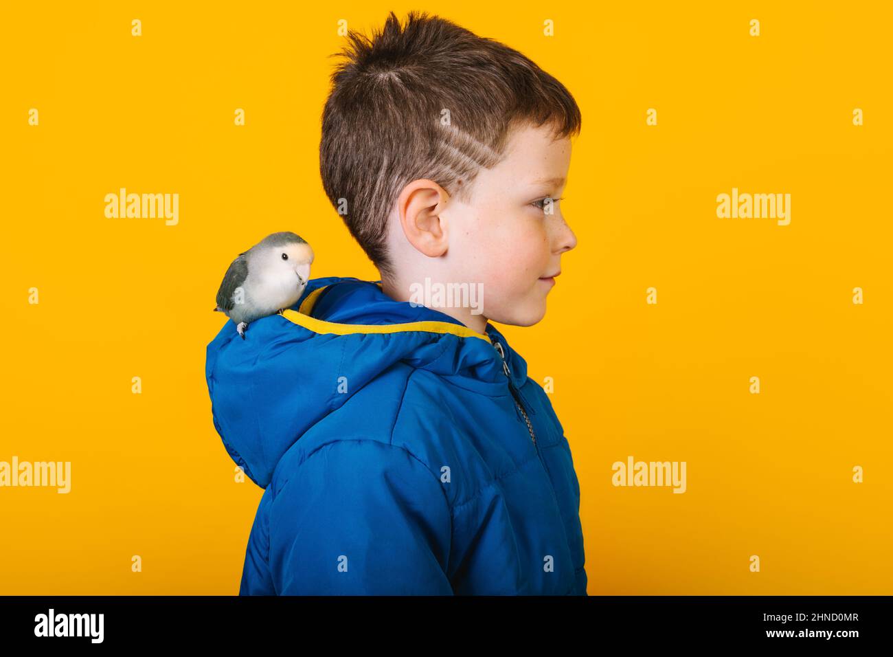Adorable boy with short hair with lovebird on hood of blue raincoat ...