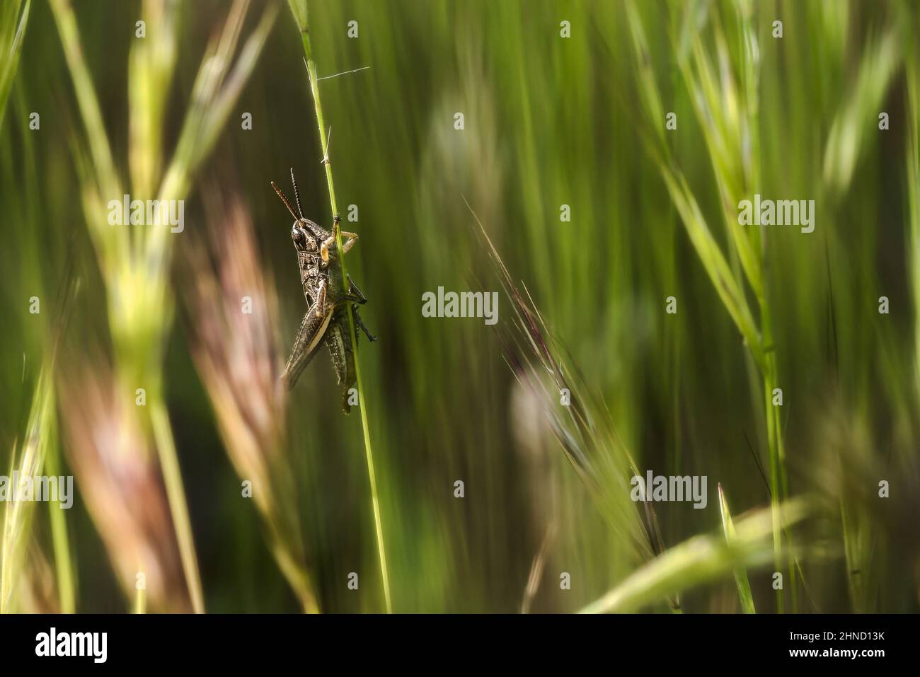 Soft focus of wild grasshopper with antennae on head sitting on thin ...