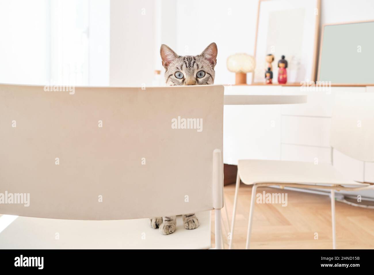 Chair behind cat hi-res stock photography and images - Alamy