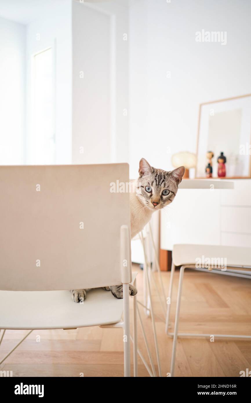 Chair behind cat hi-res stock photography and images - Alamy