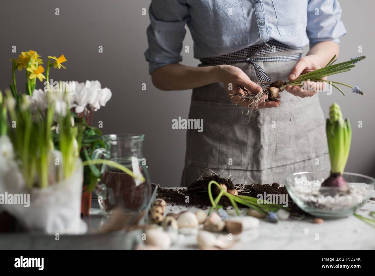 Crop faceless female gardener planting fresh seedlings of hyacinth ...