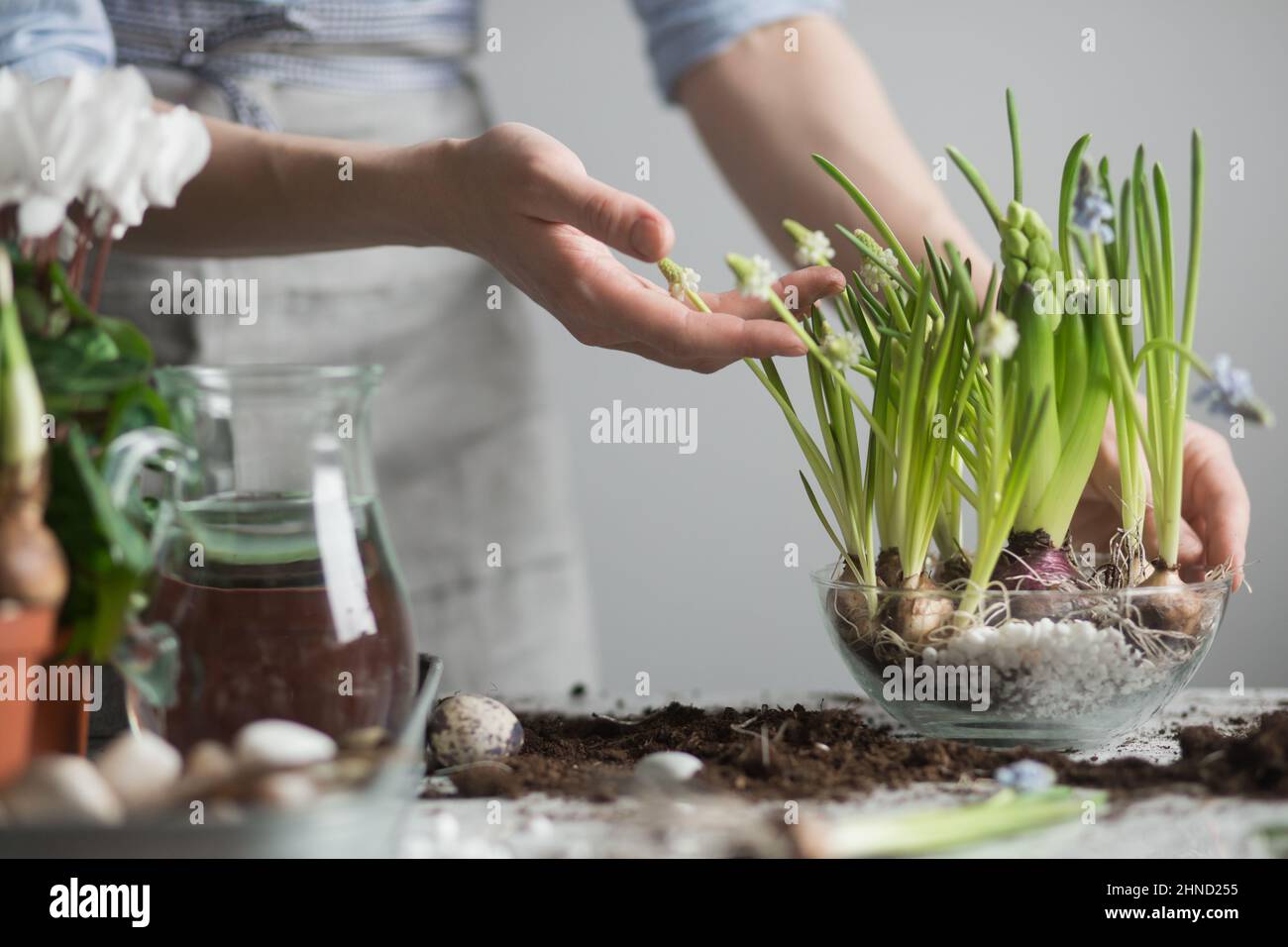 Crop faceless female gardener planting fresh seedlings of hyacinth ...