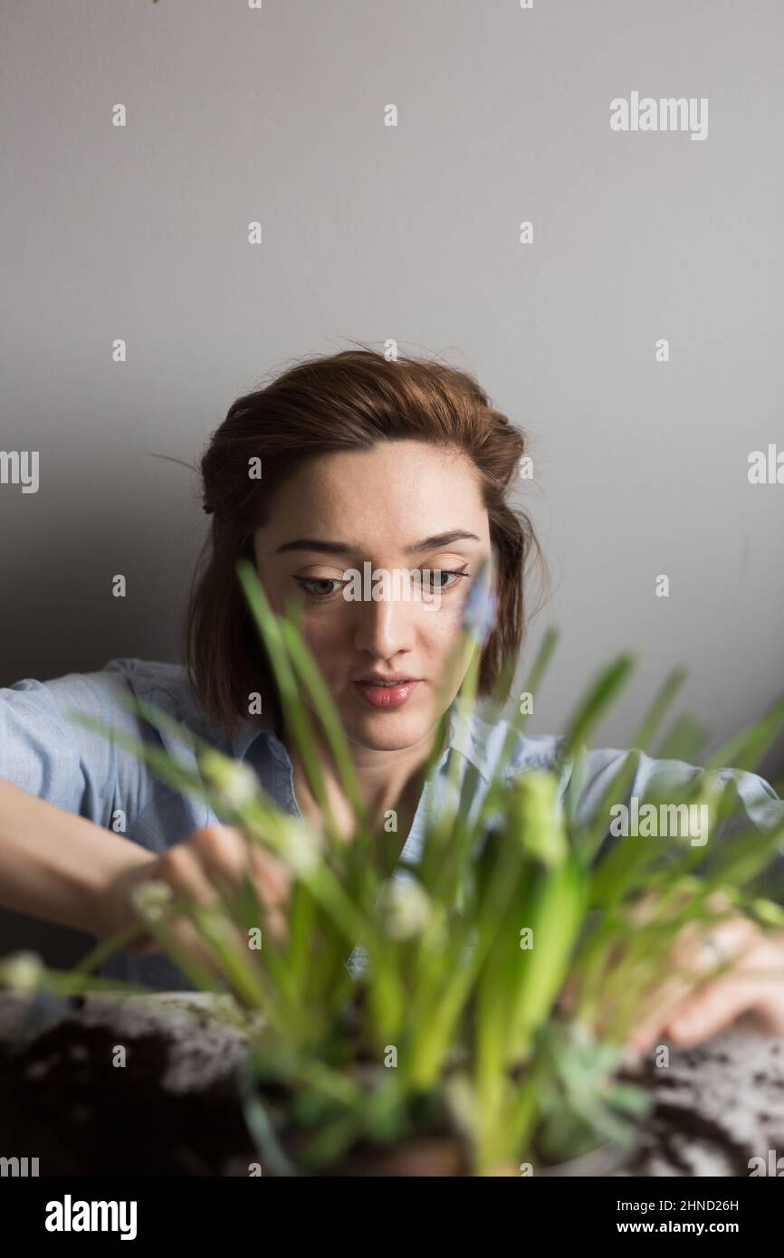 Female gardener planting fresh seedlings of hyacinth flowers in glass ...