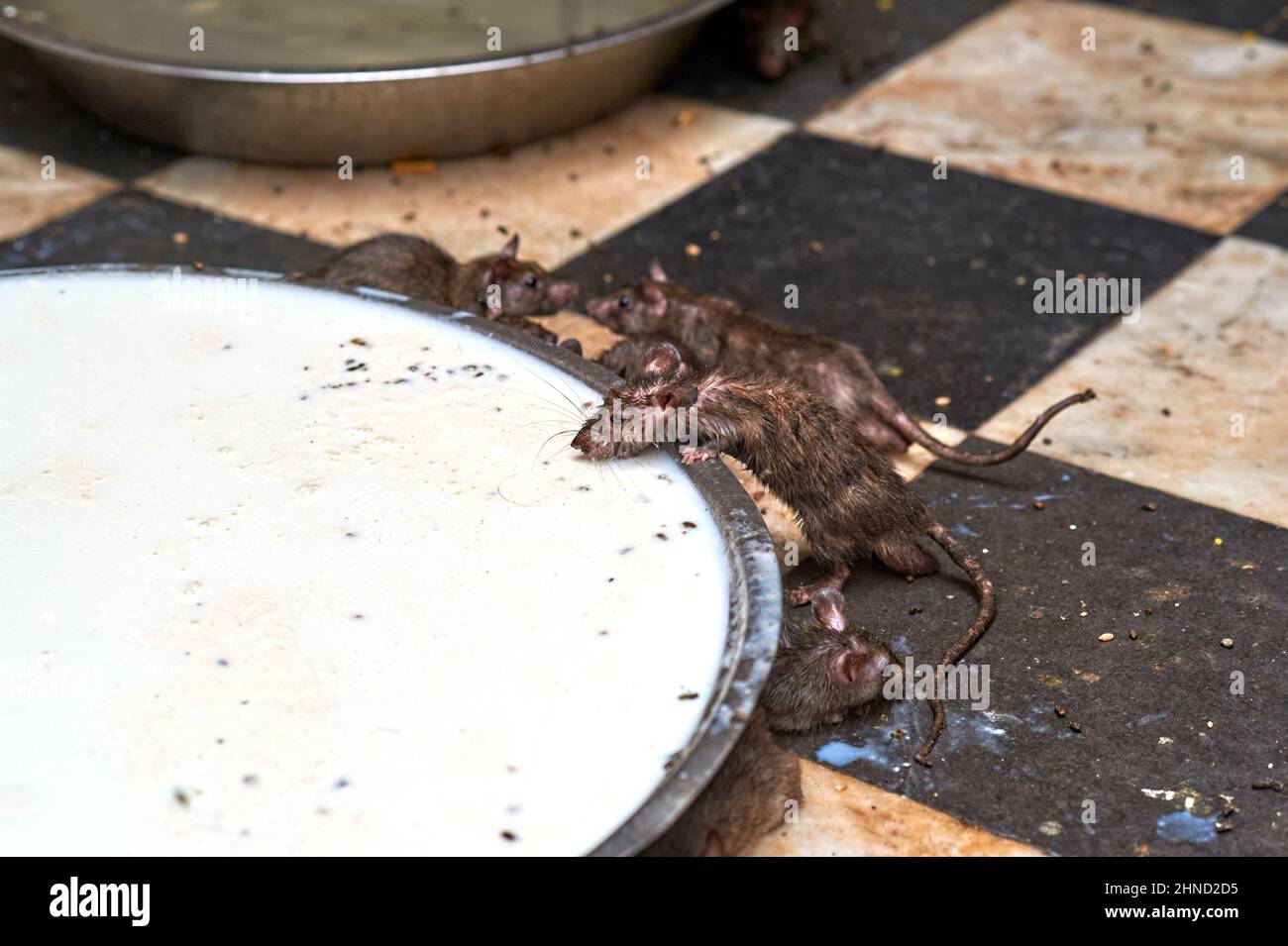 India Rajasthan. Shree Karni Mataj Temple, The temple of thousands rats ...