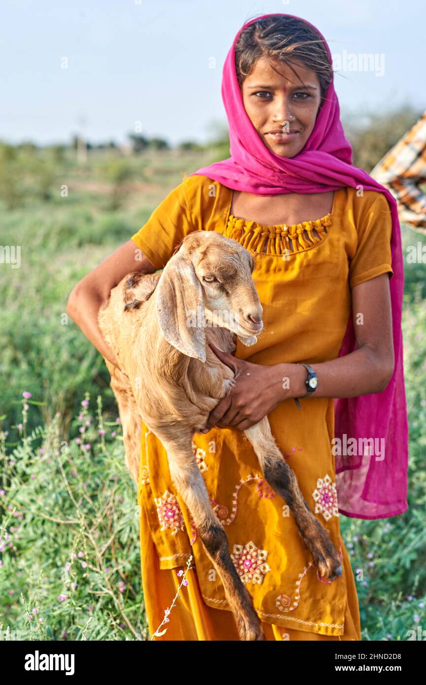 Deer in the pasture of a very beautiful hi-res stock photography and ...