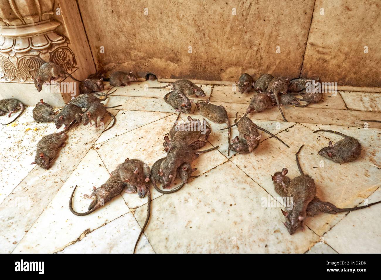 India Rajasthan. Shree Karni Mataj Temple, The temple of thousands rats ...