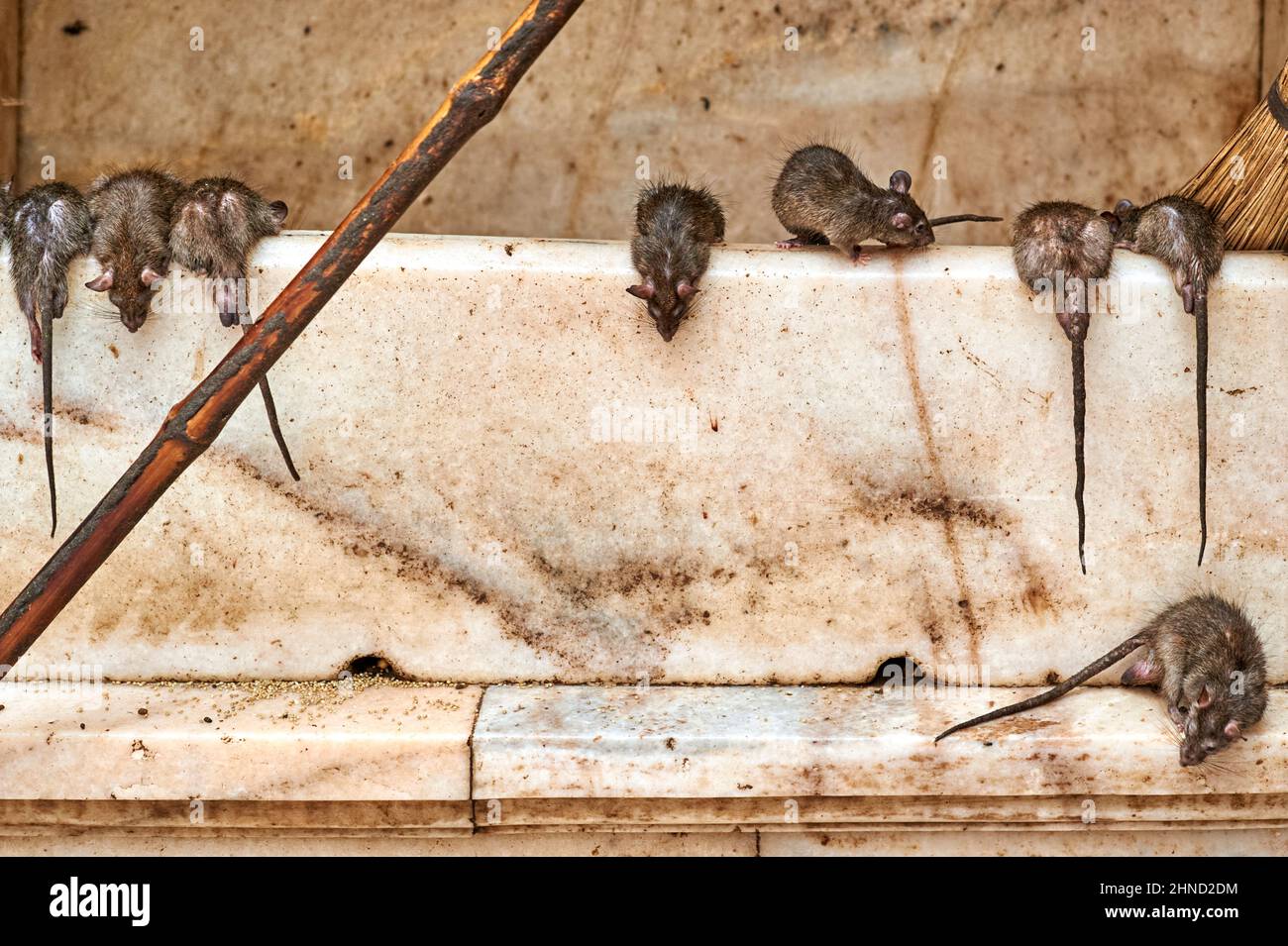 India Rajasthan. Shree Karni Mataj Temple, The temple of thousands rats ...