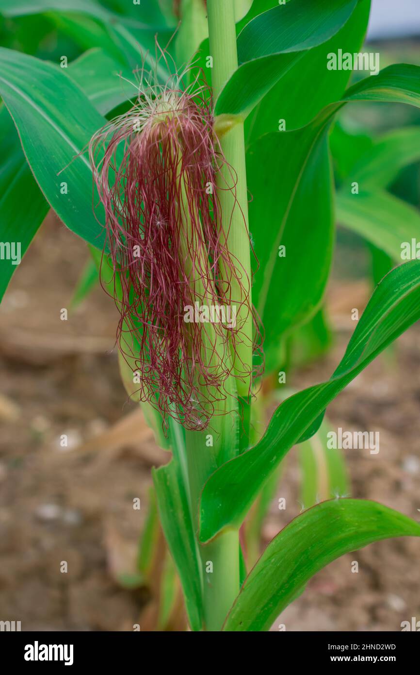 Young sweetcorn plants garden hi-res stock photography and images - Alamy