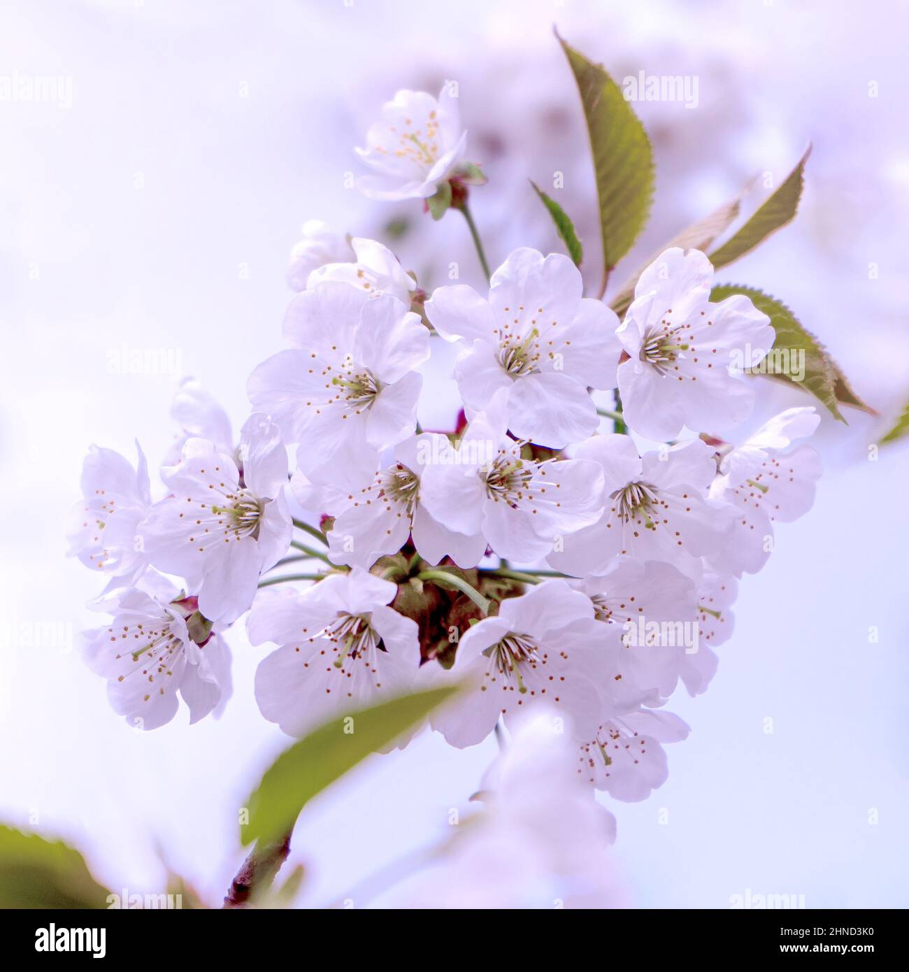 Delicate cute spring sakura flowers close up. Branches of cherry ...