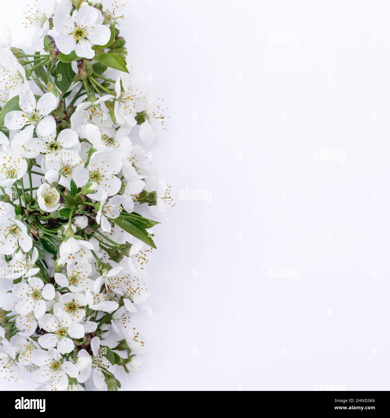 Delicate cute spring sakura flowers close up isolated on white ...