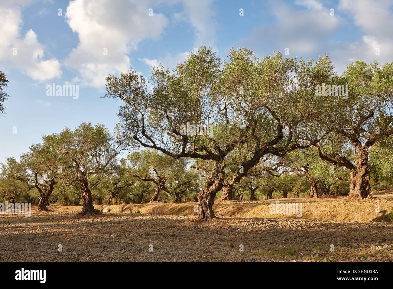 Olive trees garden for oil production in Zakynthos Stock Photo - Alamy
