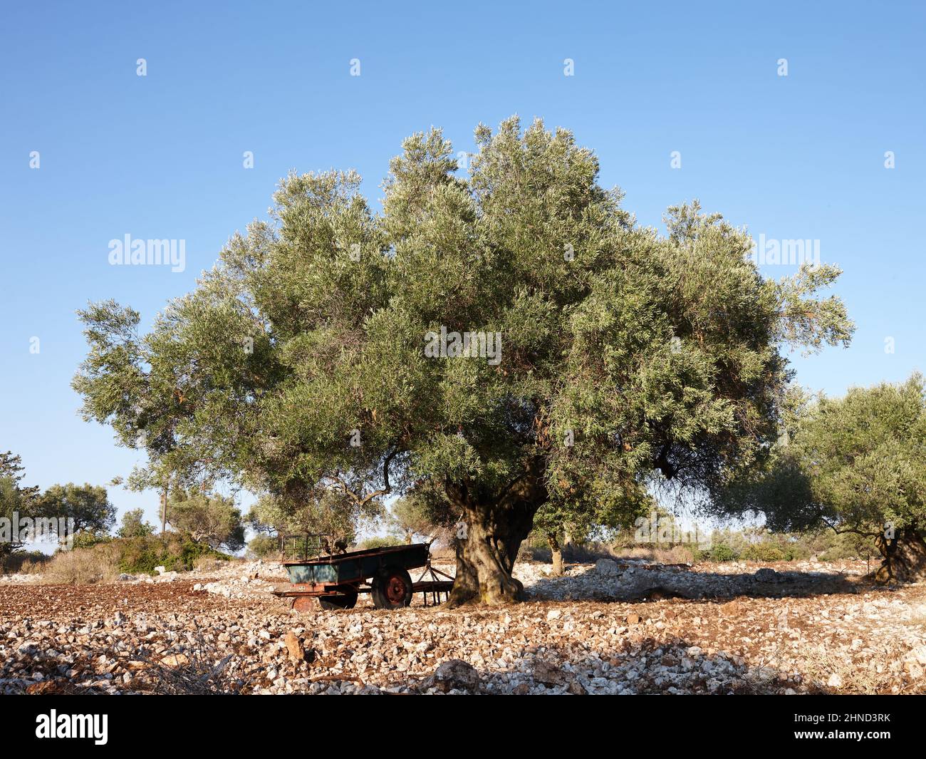 Olive trees garden for oil production in Zakynthos Stock Photo - Alamy