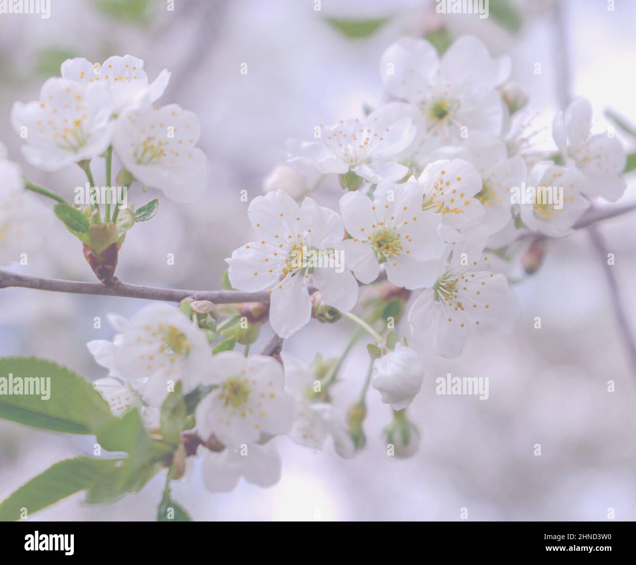Delicate cute spring sakura flowers close up. Branches of cherry ...