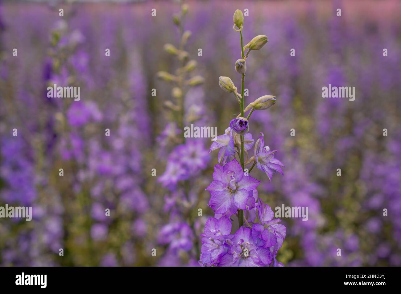 Field of colourful delphinium flowers in Wick, Pershore, Worcestershire ...