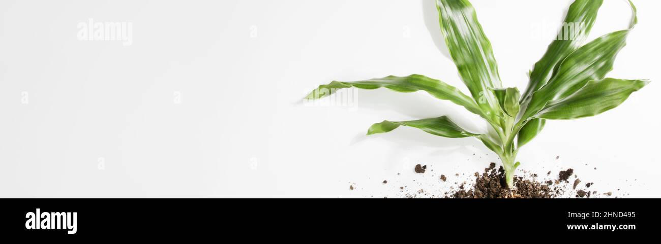 plant with roots in ground on white background. Eco friendly, gardening ...