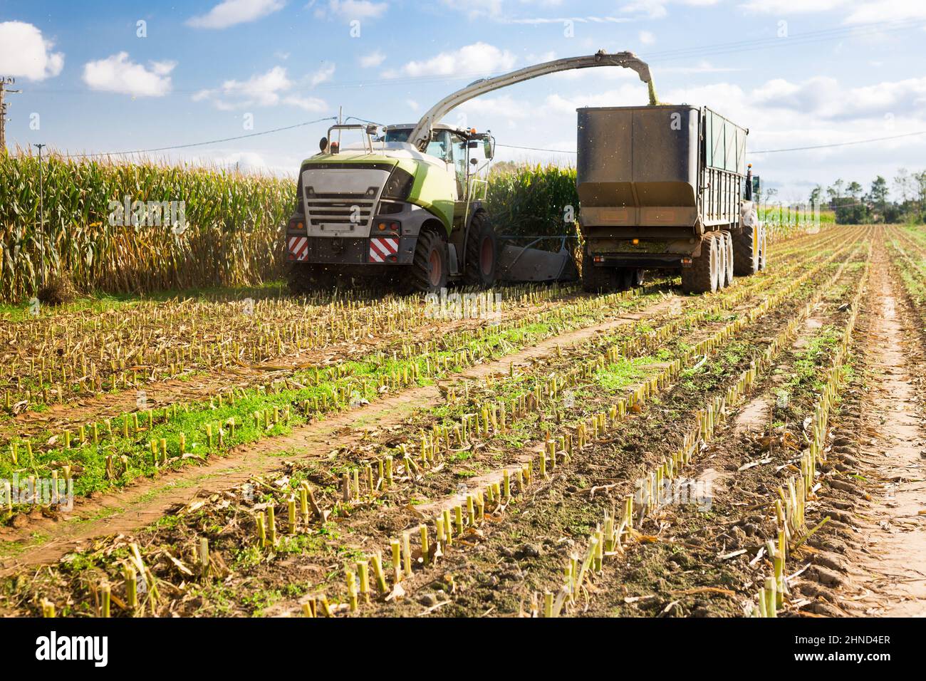Agricultural machinery produces harvesting of maize Stock Photo - Alamy
