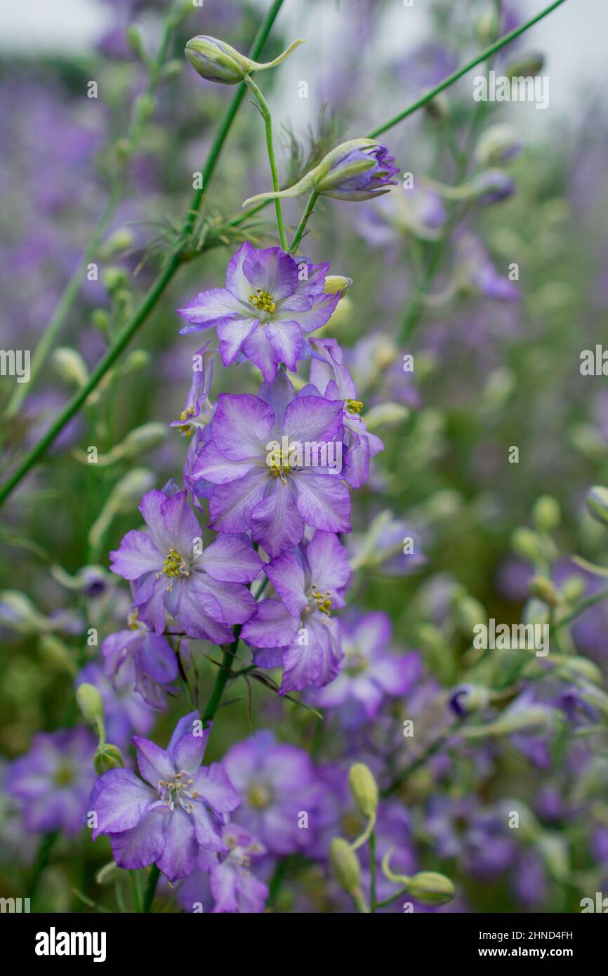 Field of colourful delphinium flowers in Wick, Pershore, Worcestershire ...