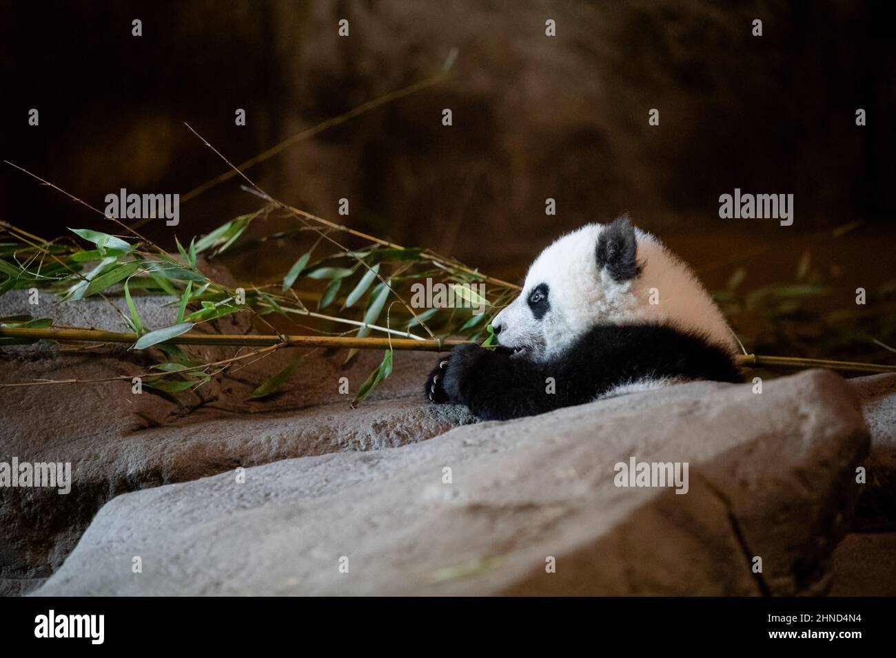 Panda eating behavior hi-res stock photography and images - Alamy