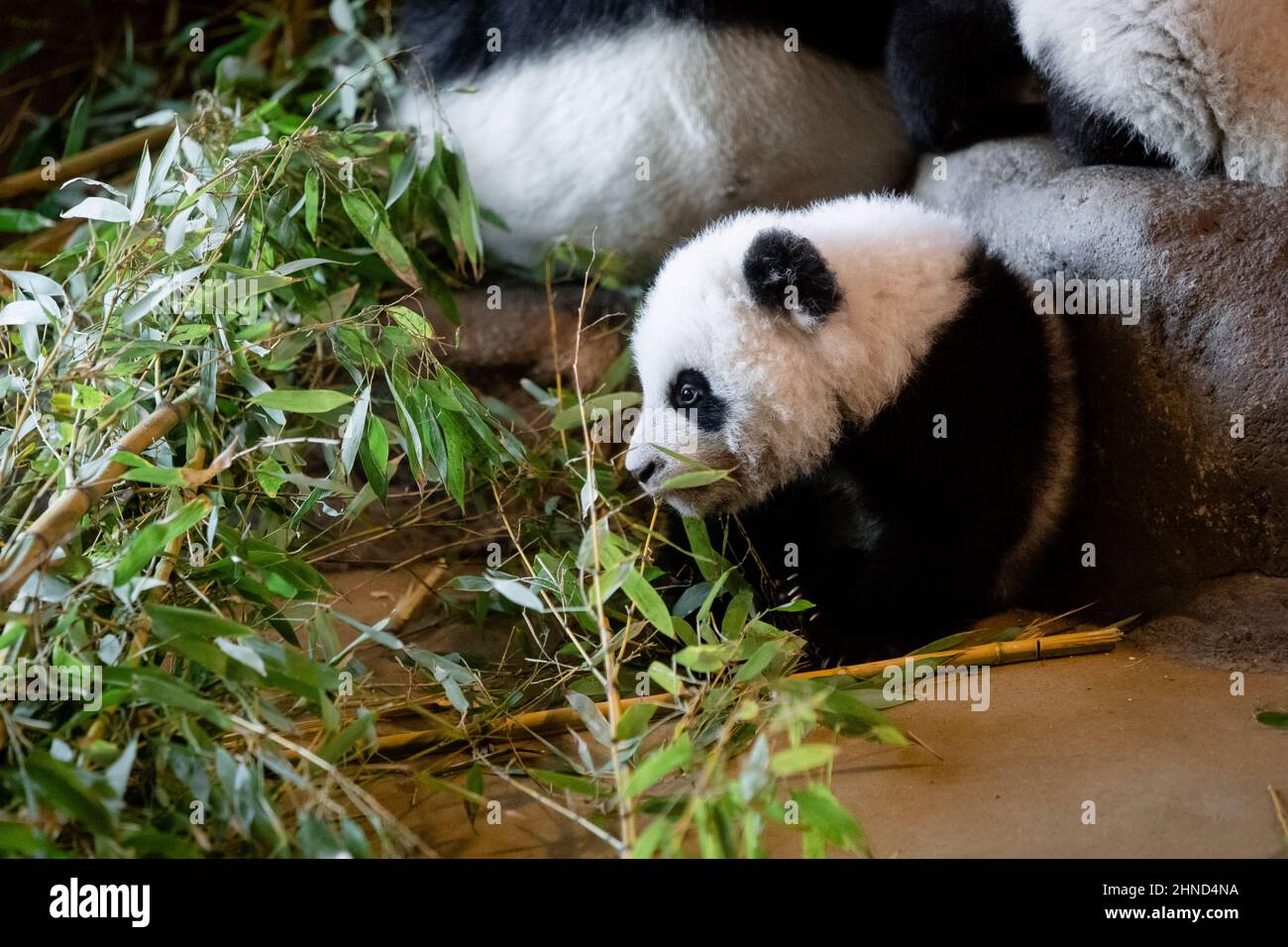 Young five month old panda cub eating its first bamboo leaves in the ...
