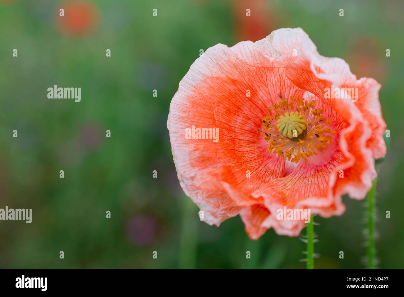 beautiful poppy fields in England Stock Photo - Alamy