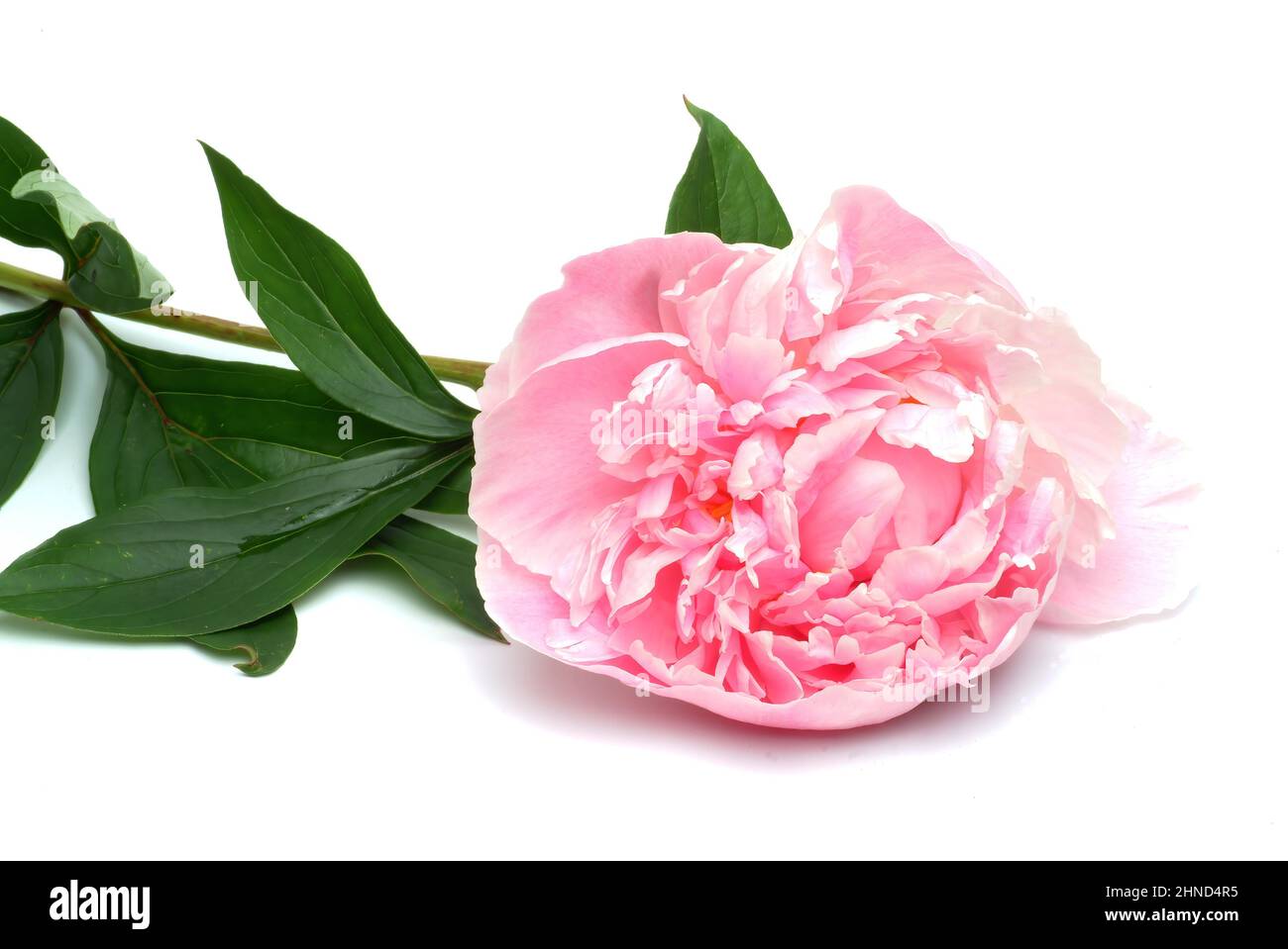 Gemeine Pfingstrose, Paeonia officinalis, auch Echte Pfingstrose ...