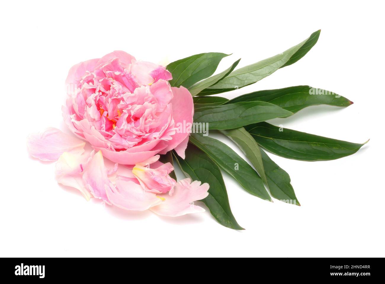 Gemeine Pfingstrose, Paeonia officinalis, auch Echte Pfingstrose ...