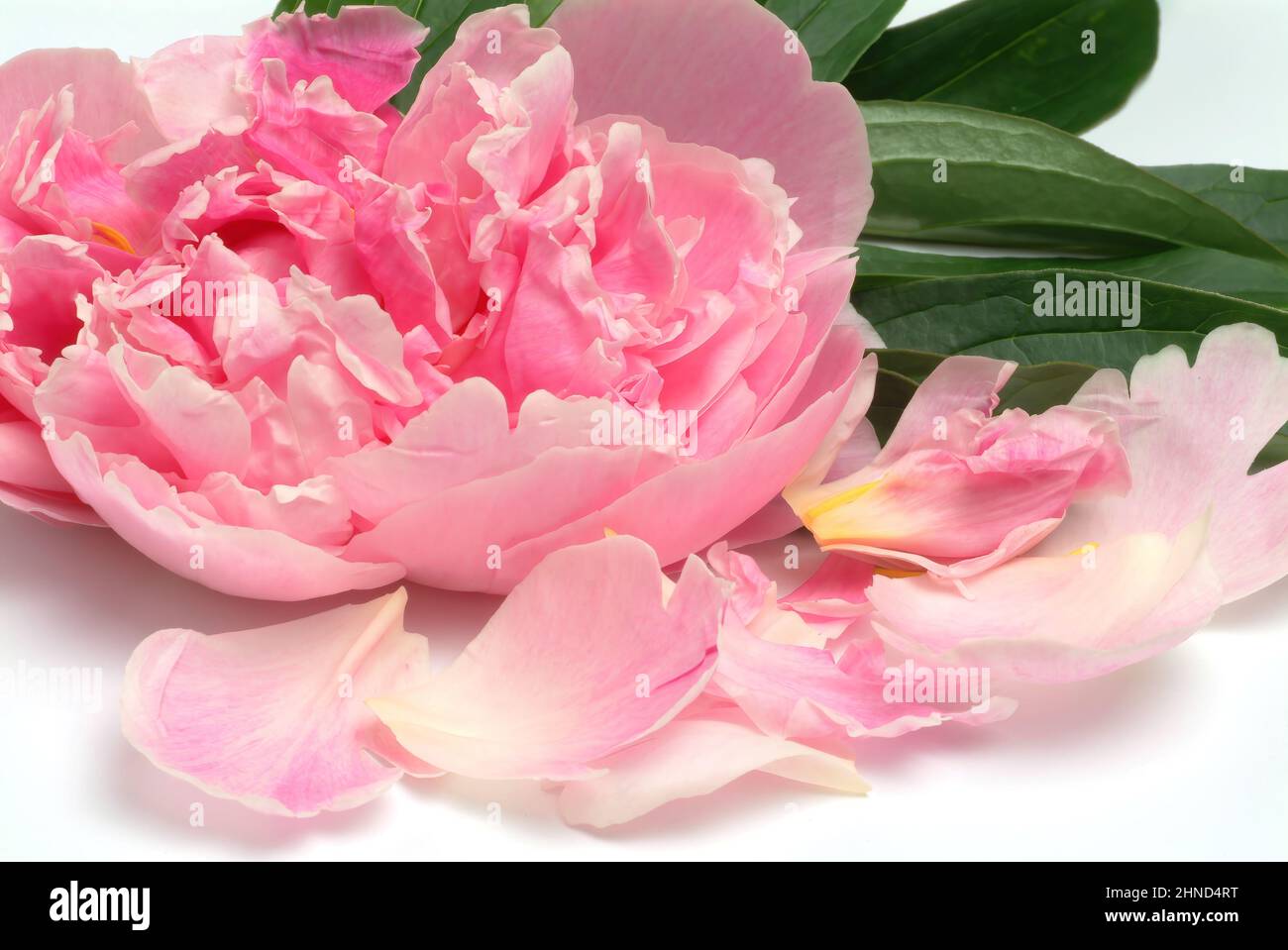 Gemeine Pfingstrose, Paeonia officinalis, auch Echte Pfingstrose ...