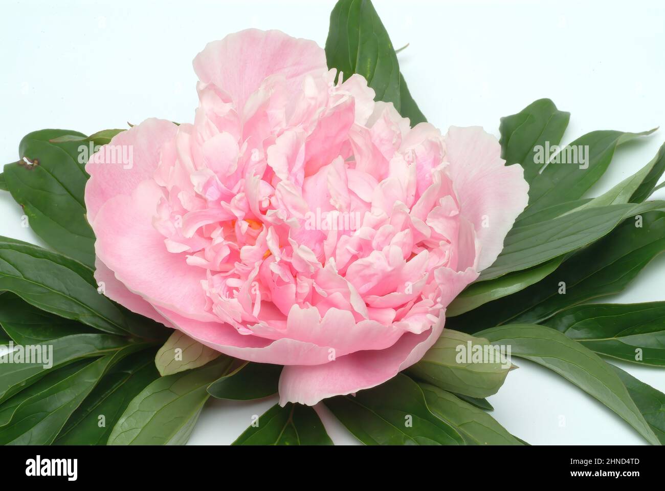 Gemeine Pfingstrose, Paeonia officinalis, auch Echte Pfingstrose ...