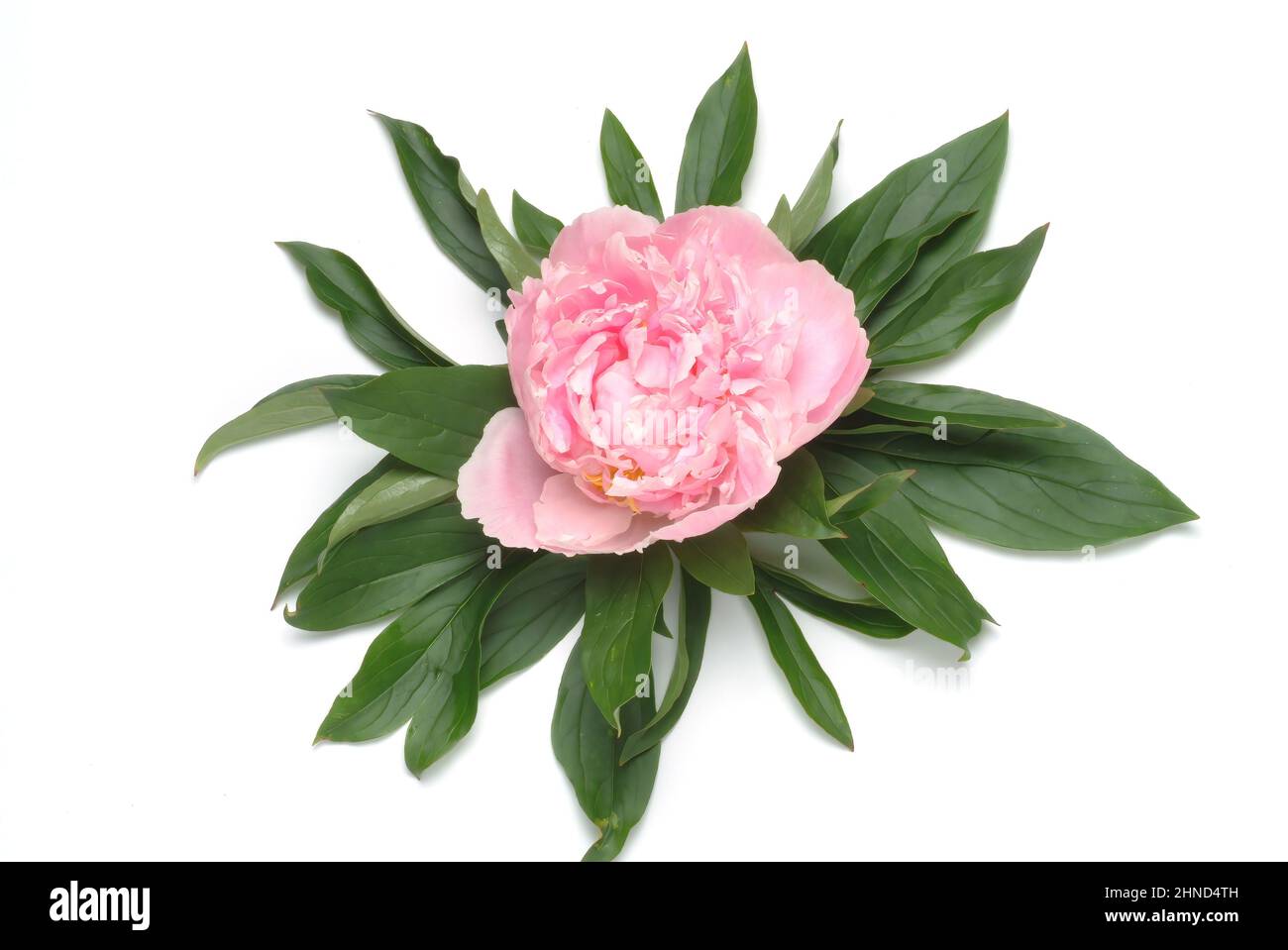 Gemeine Pfingstrose, Paeonia officinalis, auch Echte Pfingstrose ...