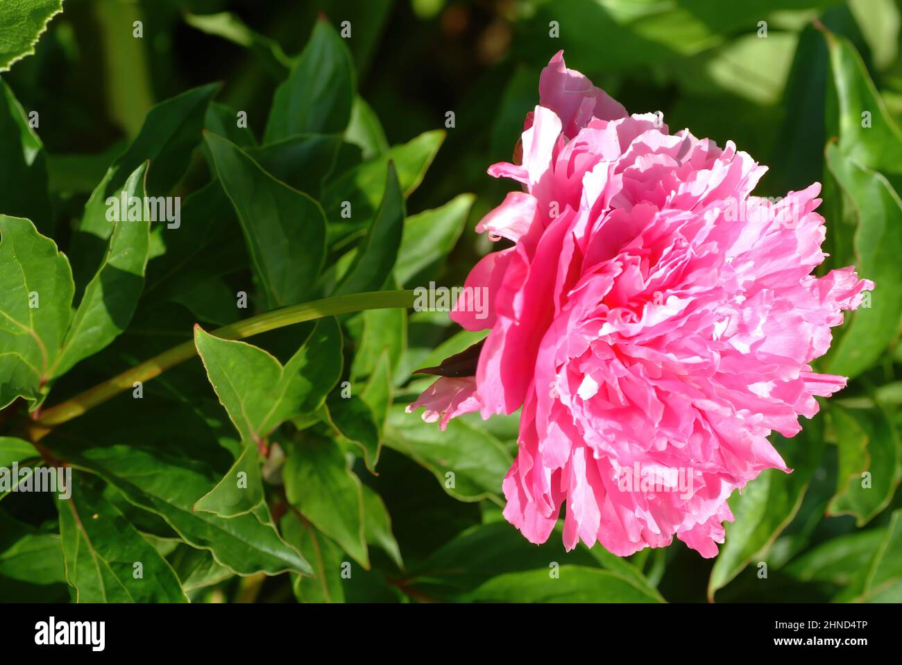 Gemeine Pfingstrose, Paeonia officinalis, auch Echte Pfingstrose ...