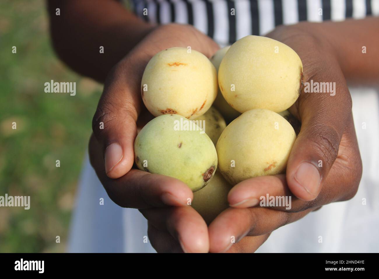 Mature marula fruit hi-res stock photography and images - Alamy
