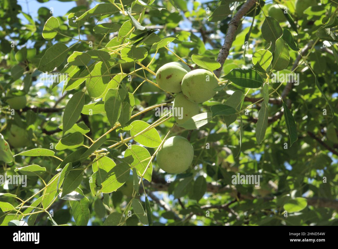 Mature marula fruit hi-res stock photography and images - Alamy