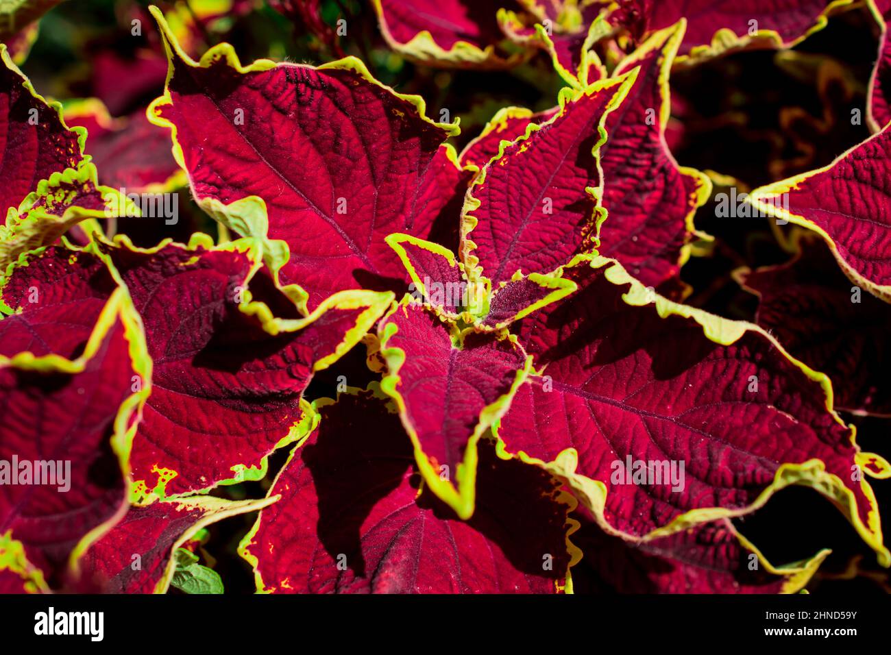 beautiful natural background with red leaves Stock Photo - Alamy