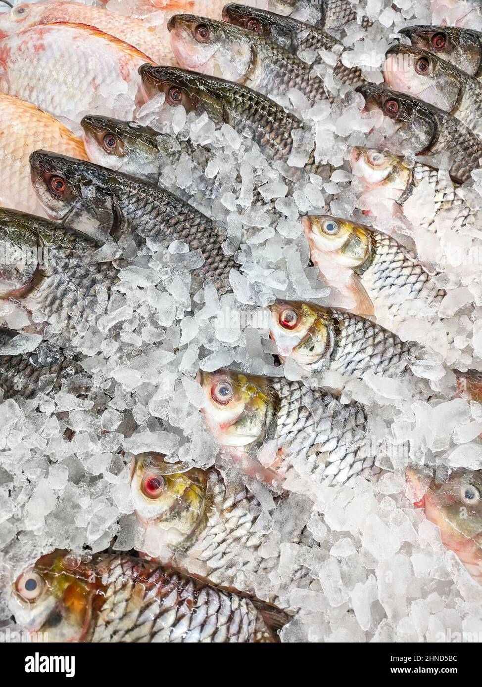 Fresh Silver barb fish for sale in the market seafood restaurant, raw ...