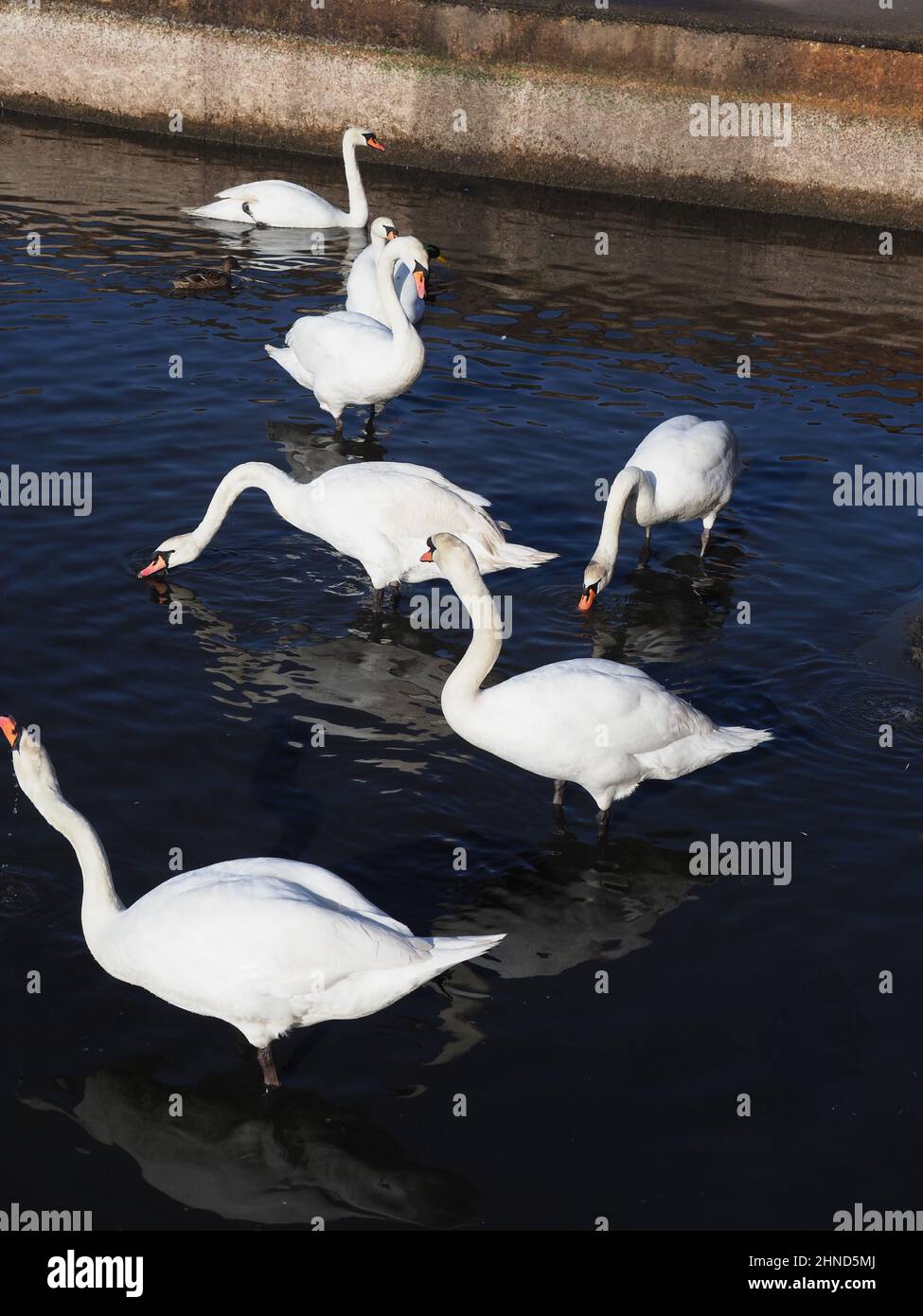 a group of swans feeding in shallow water Stock Photo - Alamy