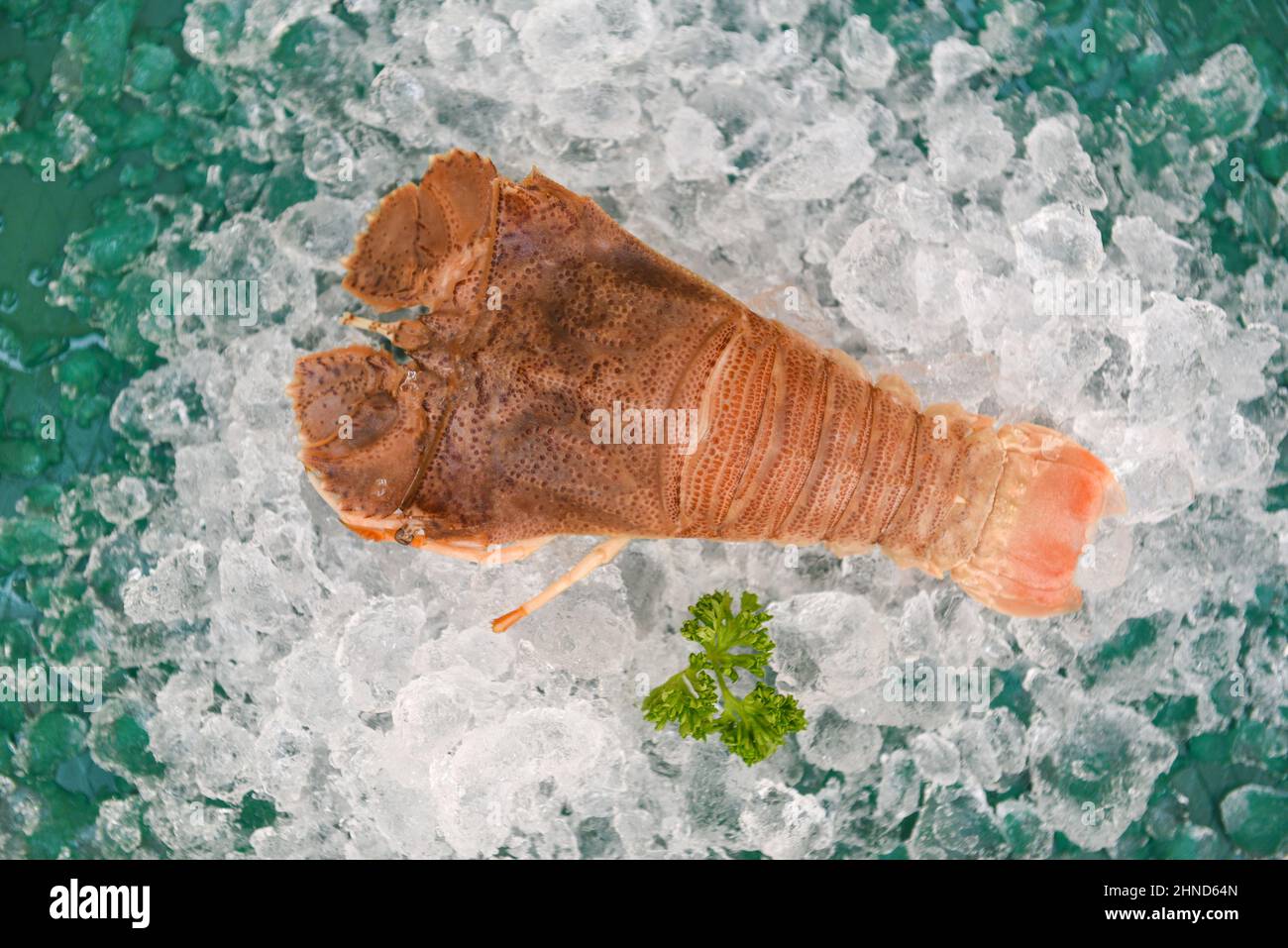 Fresh slipper lobster flathead for cooking in the seafood restaurant or ...