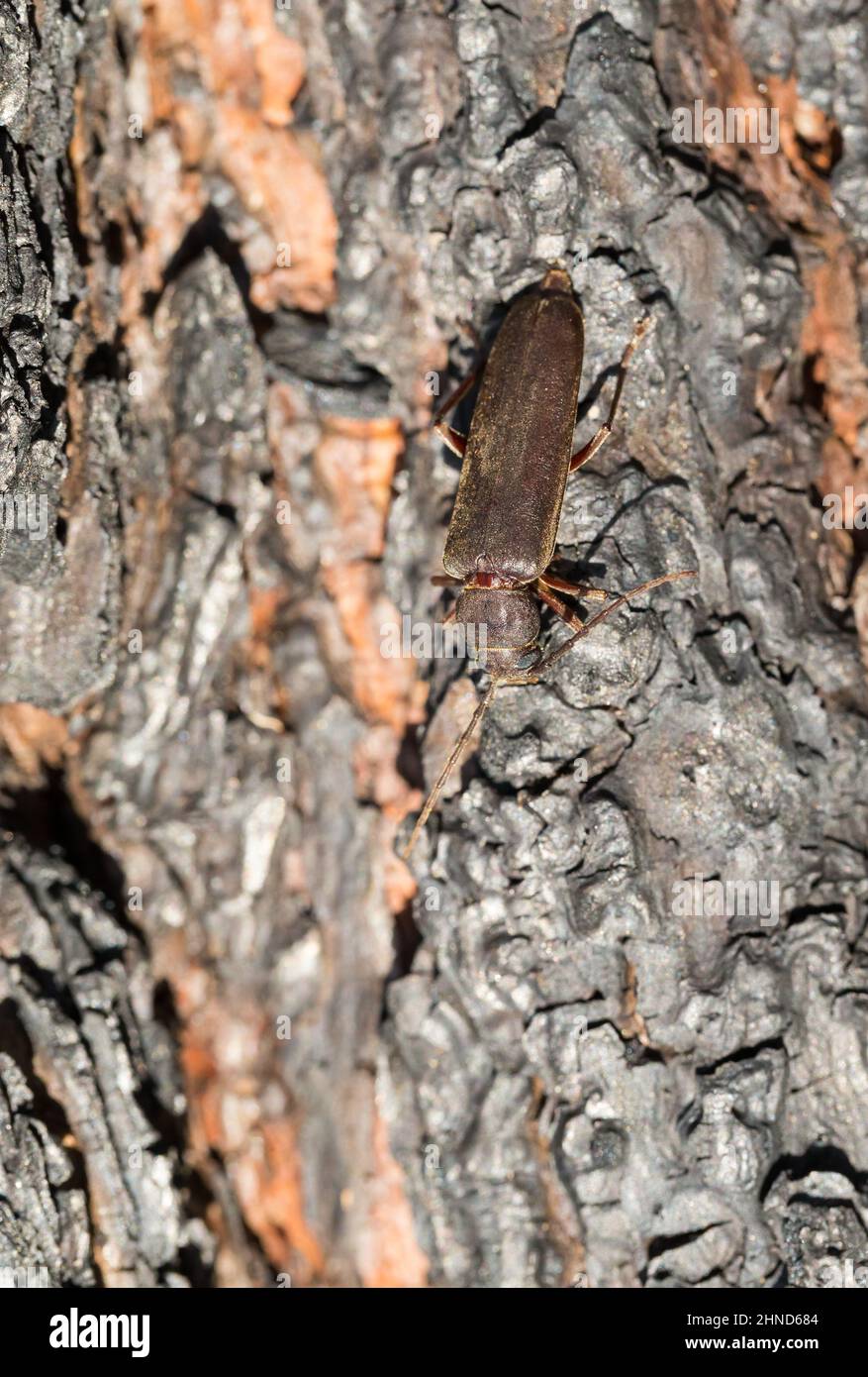 Long-horned beetle (Arhopalus rusticus Stock Photo - Alamy