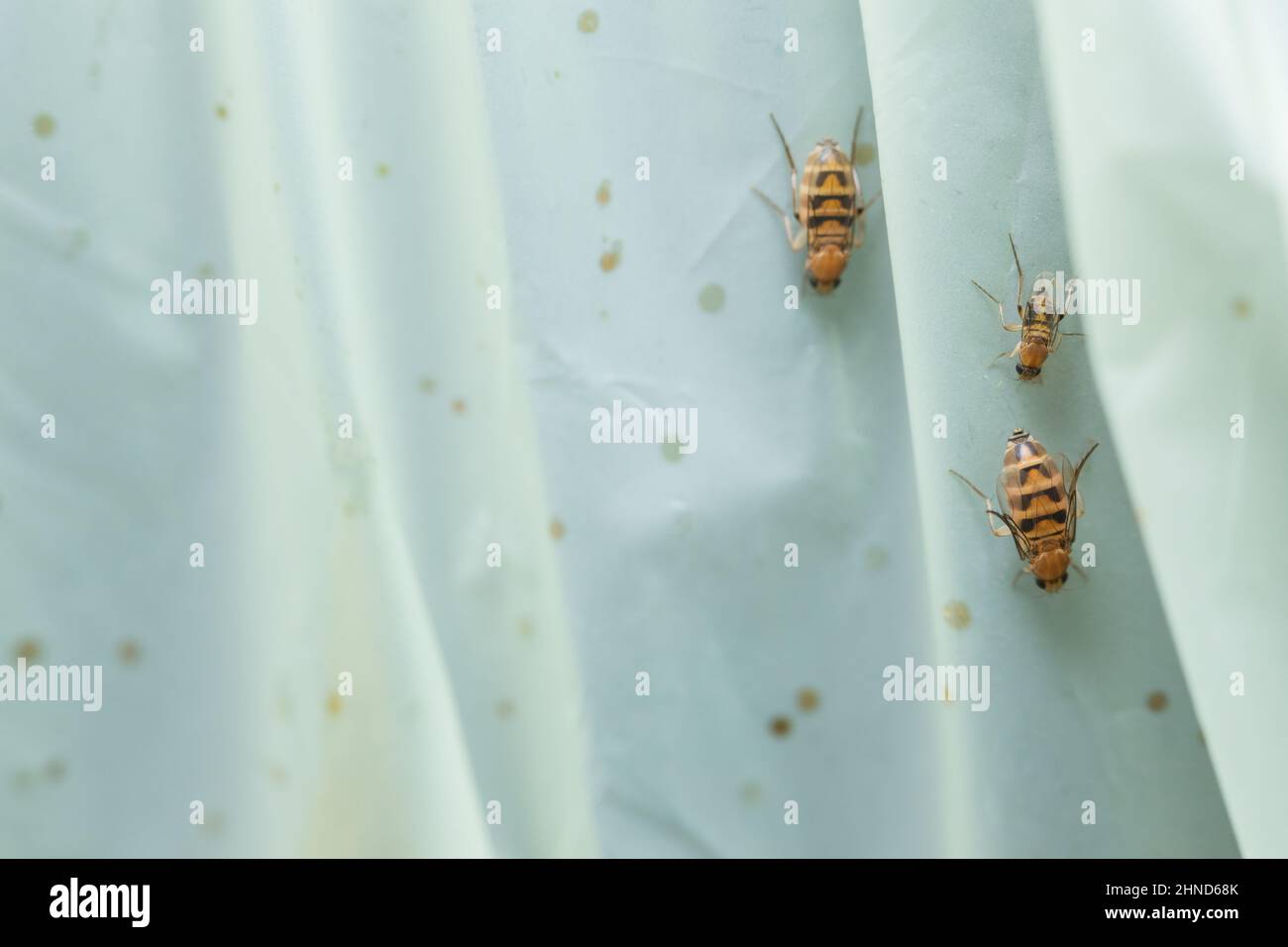 Scuttle flies hi-res stock photography and images - Alamy