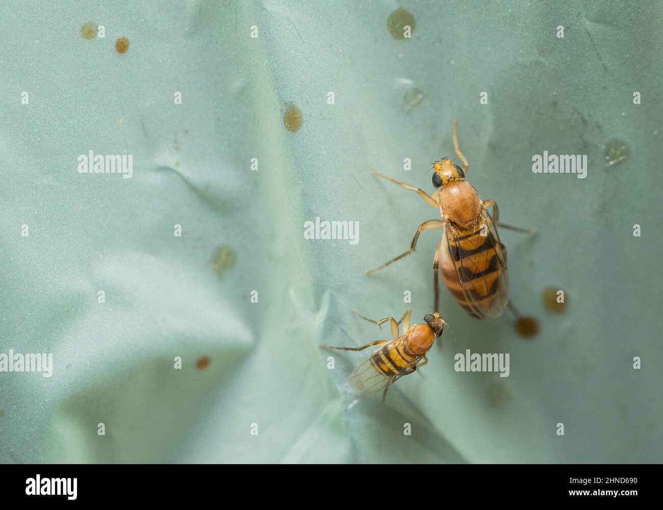 Scuttle flies hi-res stock photography and images - Alamy