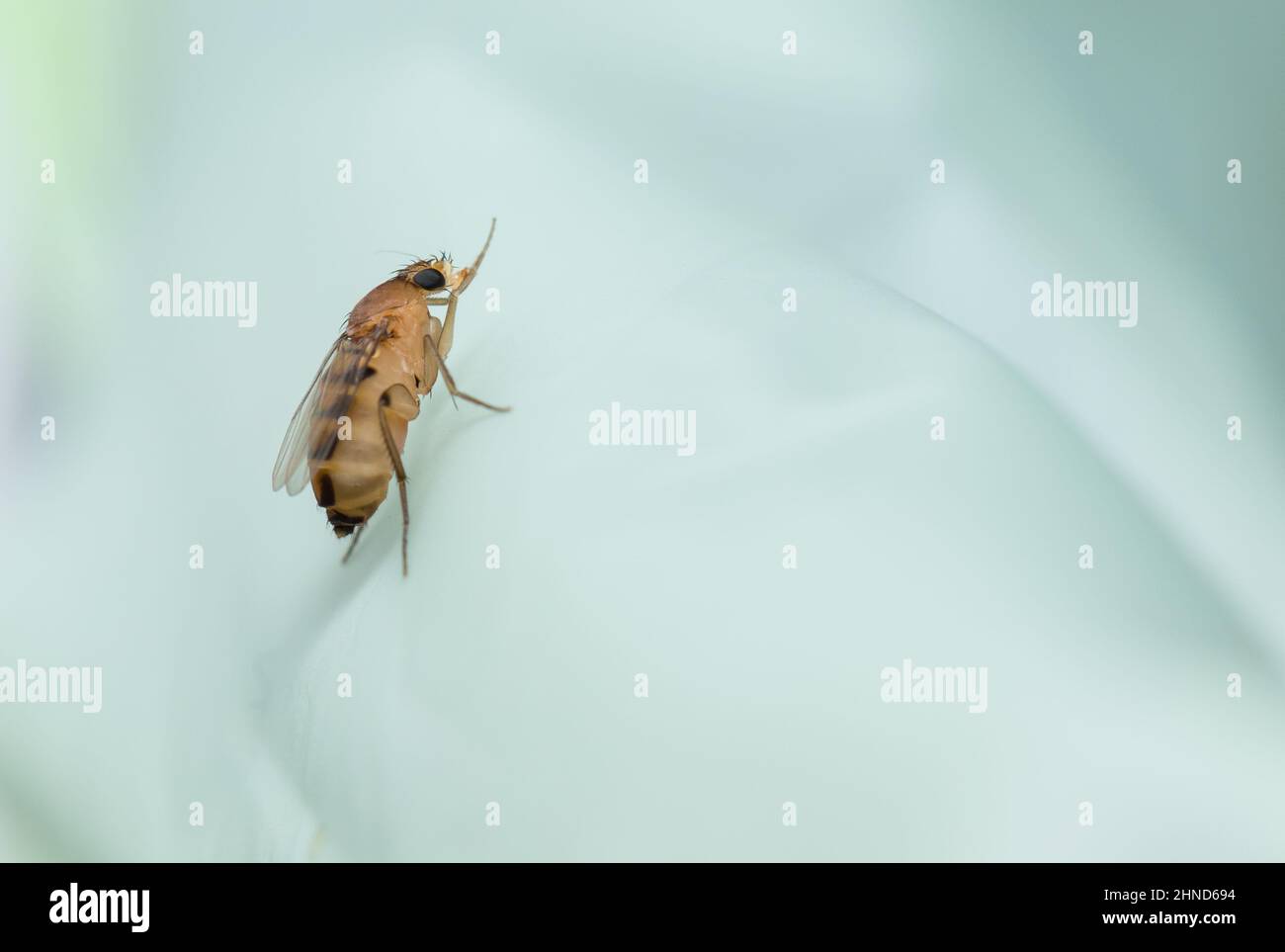 Megaselia scalaris hi-res stock photography and images - Alamy