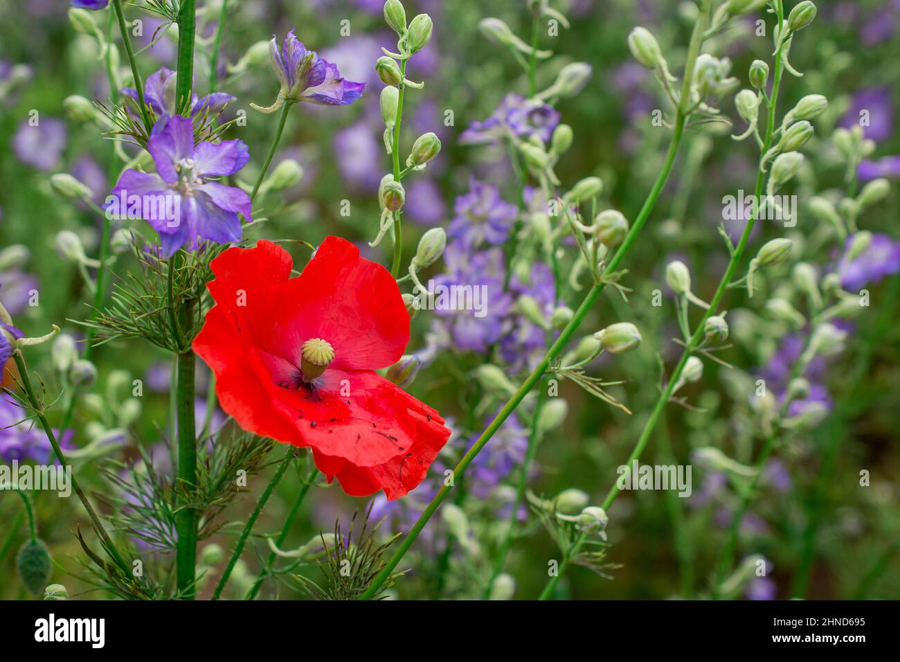 beautiful poppy fields in England Stock Photo - Alamy