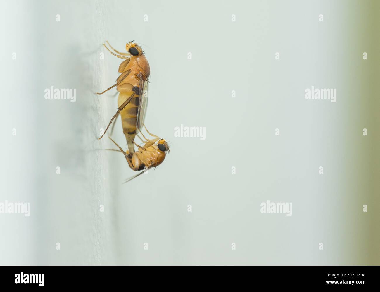 Scuttle flies hi-res stock photography and images - Alamy