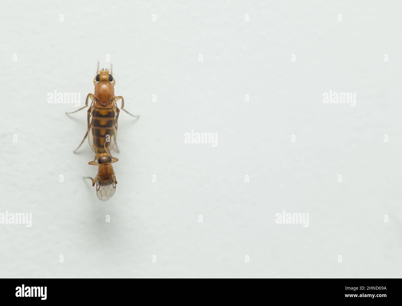 Scuttle flies hi-res stock photography and images - Alamy